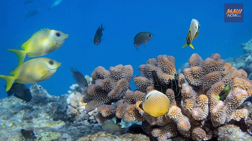 UH Mānoa scientists develop strategy in coral selection for reef ... UH Mānoa scientists develop strategy in coral selection for reef ...