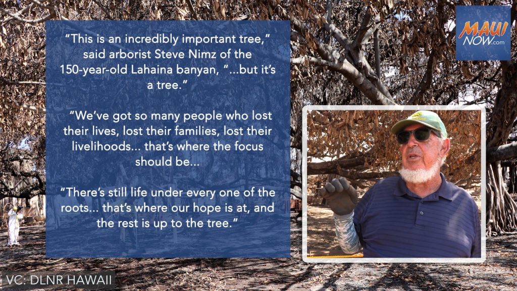 Experts care for historic Lahaina banyan tree after deadly fire : Maui Now