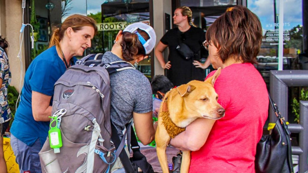Maui Humane Society estimates 3,000 lost animals from fires; working to ...