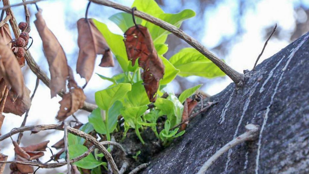 New green leaves signal recovery for Lahaina’s historic banyan tree ...
