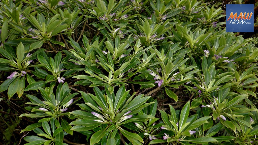 New plant species unique to Hawaiʻi discovered in remote West Maui ...