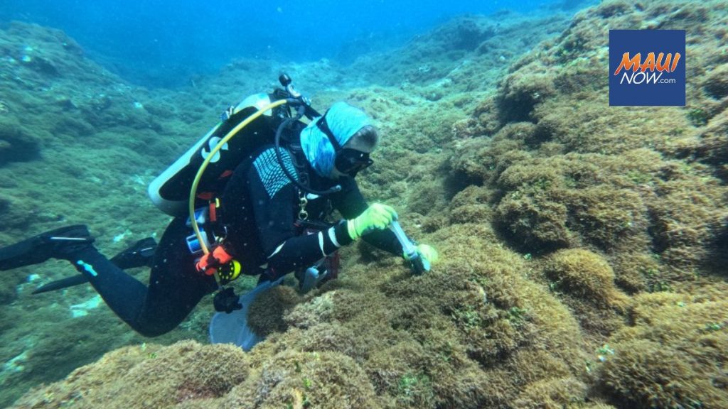 Nuisance alga spreading rapidly at Papahānaumokuākea Marine National ...