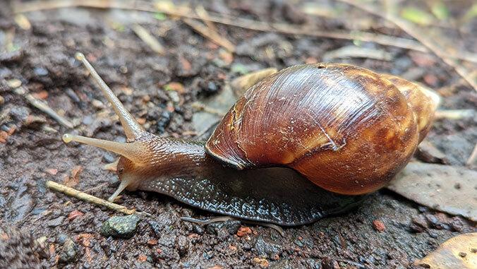 UH: Stressed snails and slugs may spread rat lungworm through slime ...