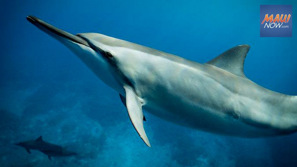 UH: Researchers find traces of disease in dolphin poop : Maui Now