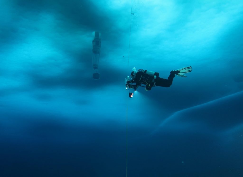 Uh Researchers Solve Reproductive Mystery Of Giant Antarctic Sea Spiders Maui Now