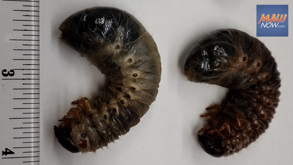 Coconut Rhinoceros Beetles found in Waikoloa on Hawaiʻi Island : Maui Now