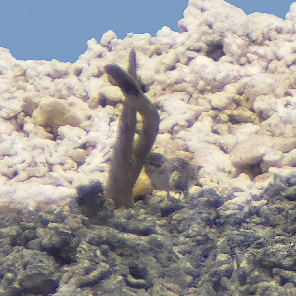 New chick observed, marking second year in a row for nesting of grey ...