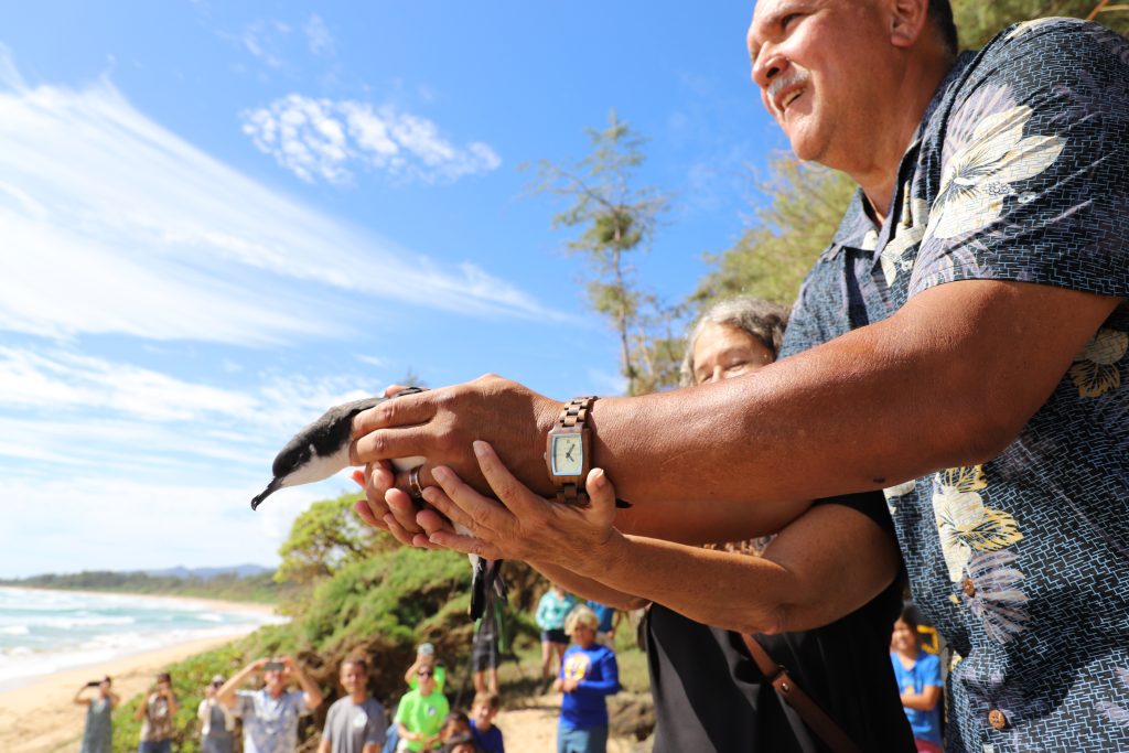 Kauaʻi keiki learn about endangered seabird ‘A’o; watch fledglings ...