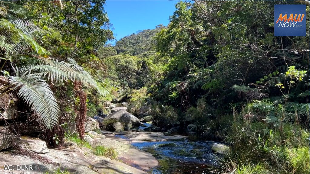 DLNR: Some Maui and Kauaʻi streams flowing at record-low levels : Maui Now
