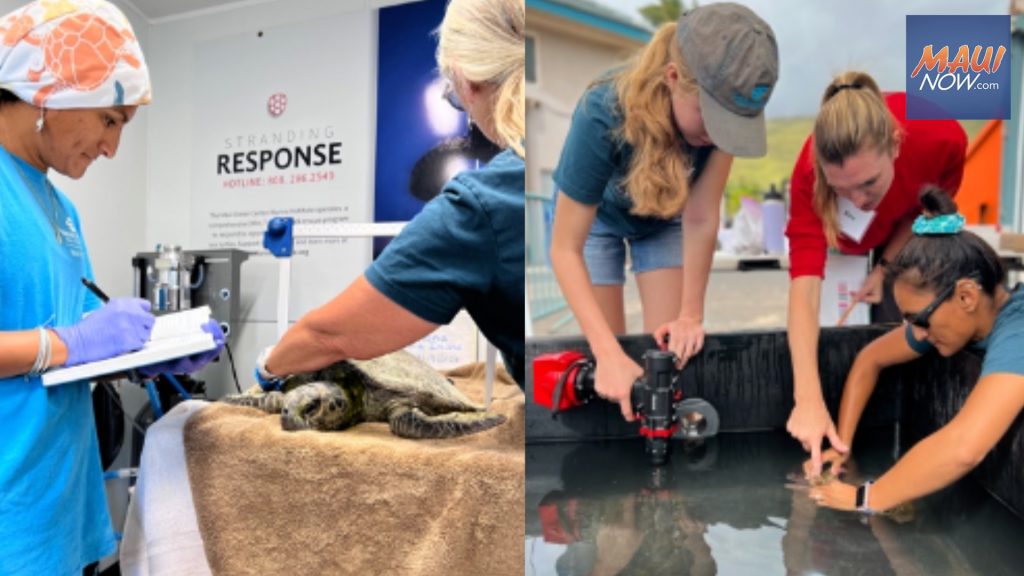 Volunteers sought for Marine Institute to help rescue sea turtles, care ...