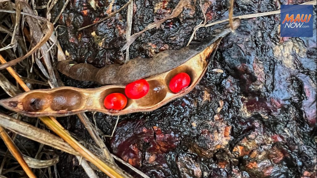 Pilina ʻĀina: seed & plant workshop launches community event series in ...
