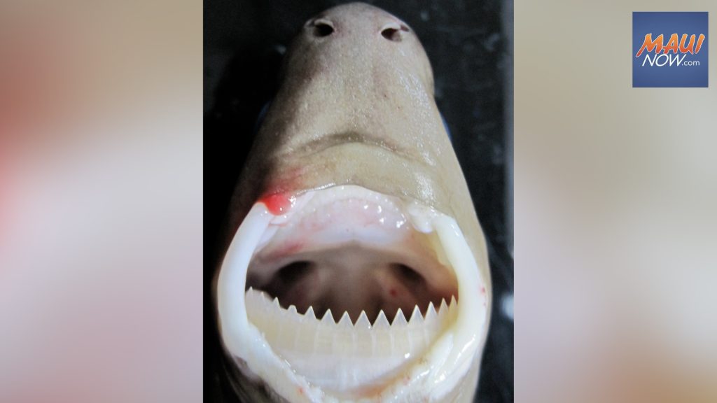 UH: cookiecutter shark research bridges ʻike Hawaiʻi, science : Maui Now