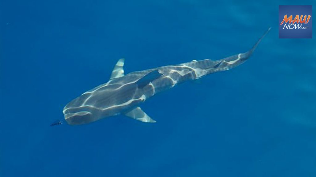 UH scientists investigate Sharktober, confirm spike in tiger shark ...